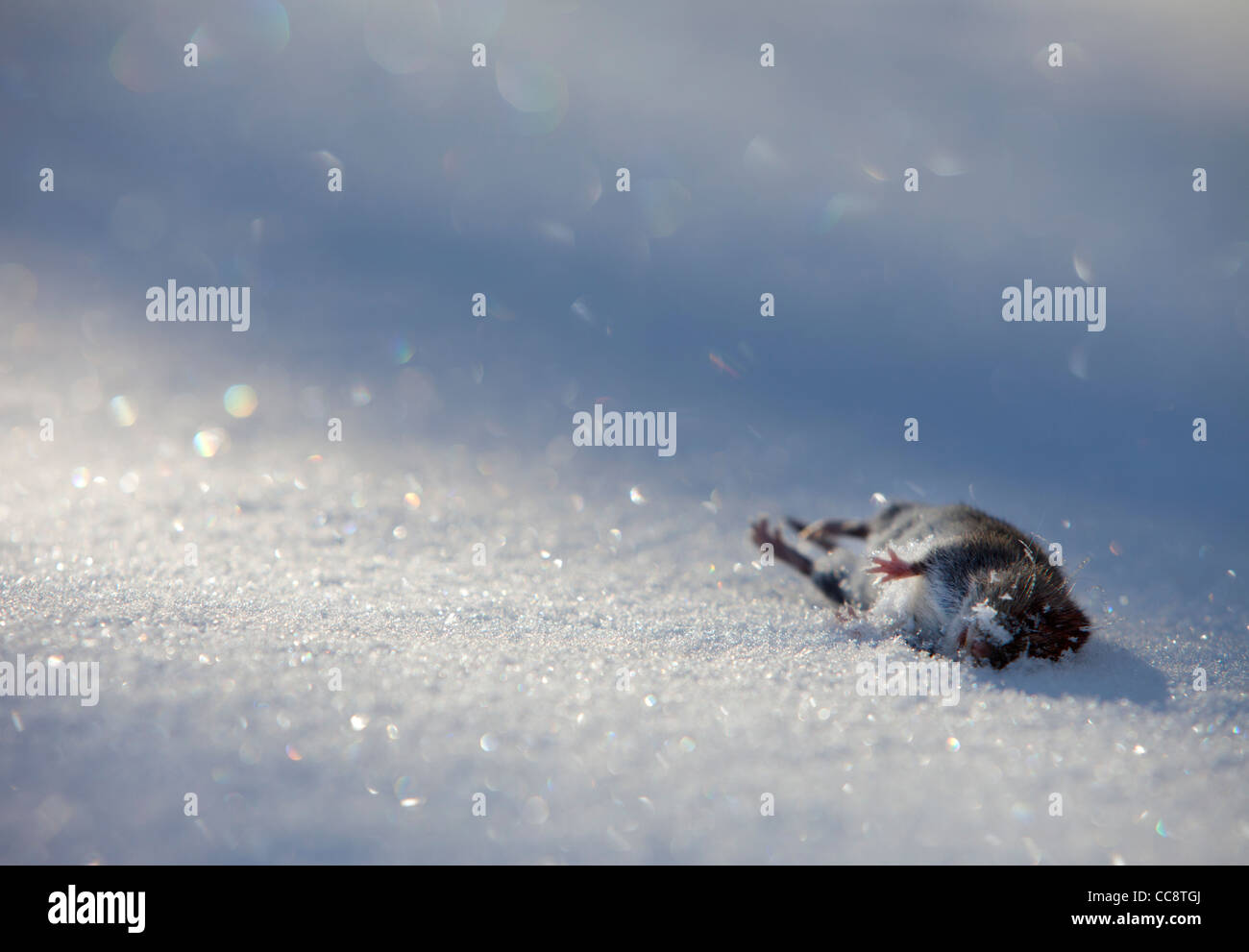 Short tailed field mouse hi-res stock photography and images - Alamy