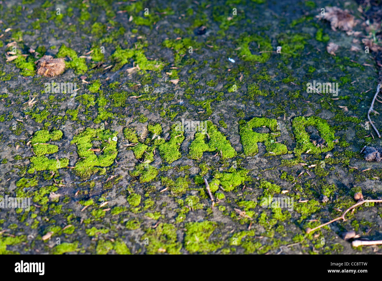 Word "Edward" on a grave stone slab covered in moss Stock Photo - Alamy