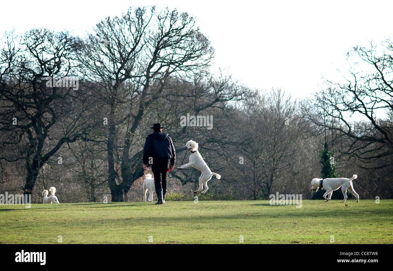 Man walking five dogs hi-res stock photography and images - Alamy