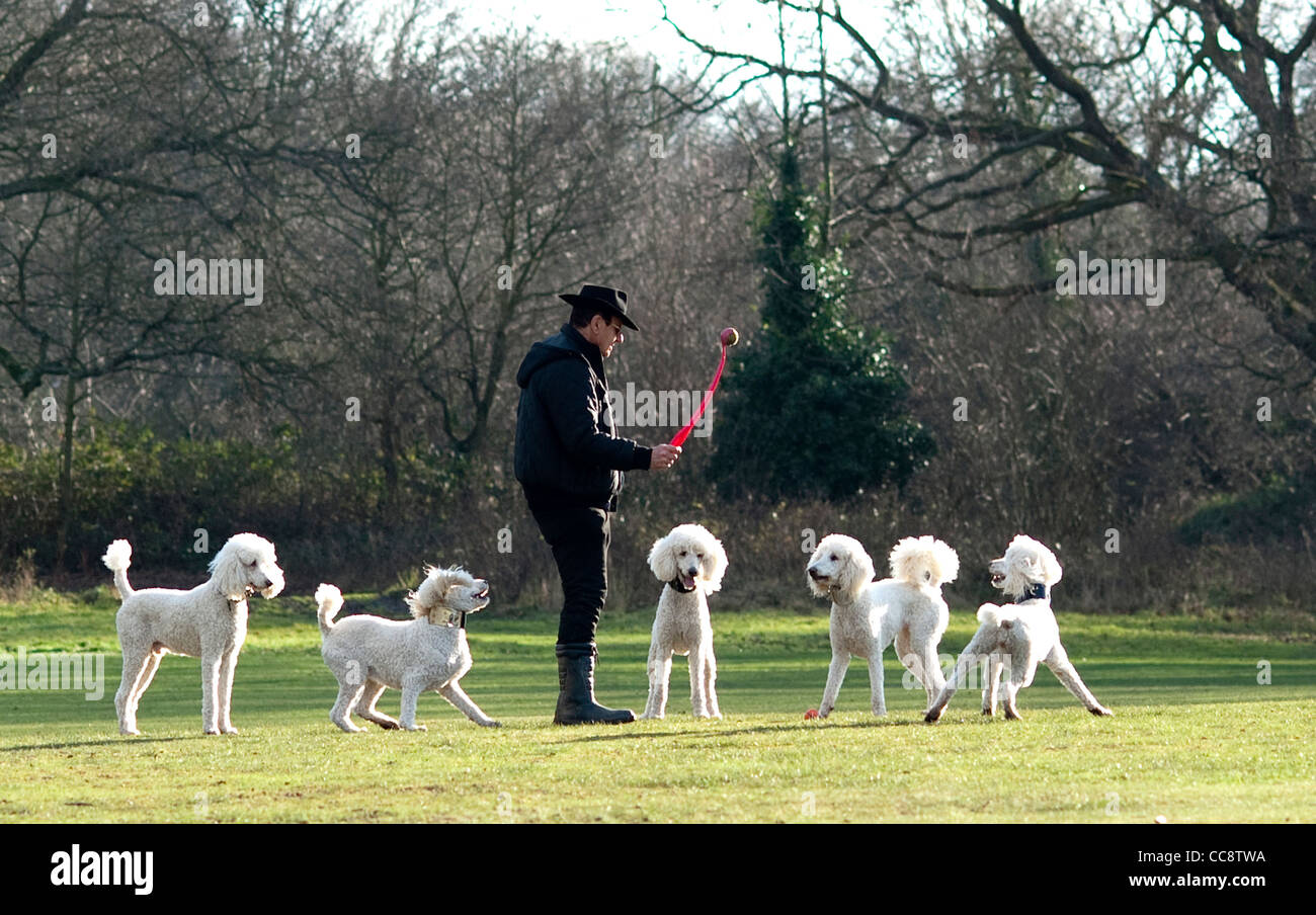 Man walking five dogs hi-res stock photography and images - Alamy