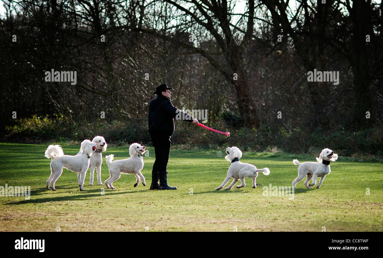 Man walking a team of five poodles Stock Photo - Alamy