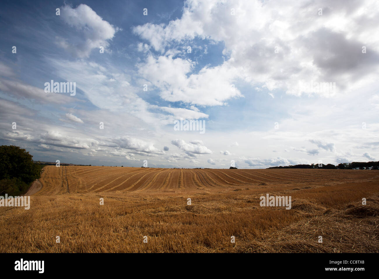 Freshly cut straw for cattle feed on Lincolnshire Wolds near the town ...