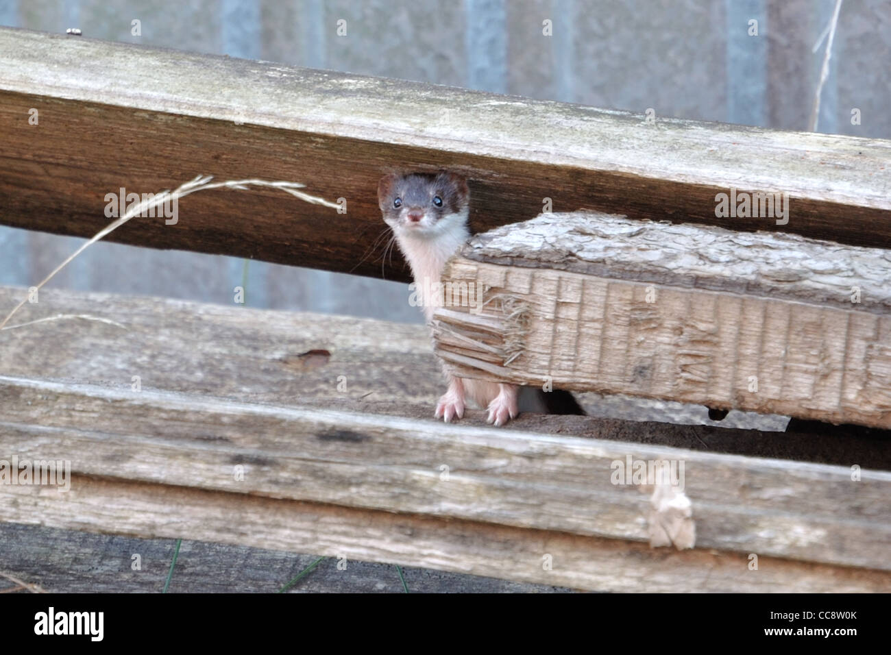 Least weasel hi-res stock photography and images - Alamy