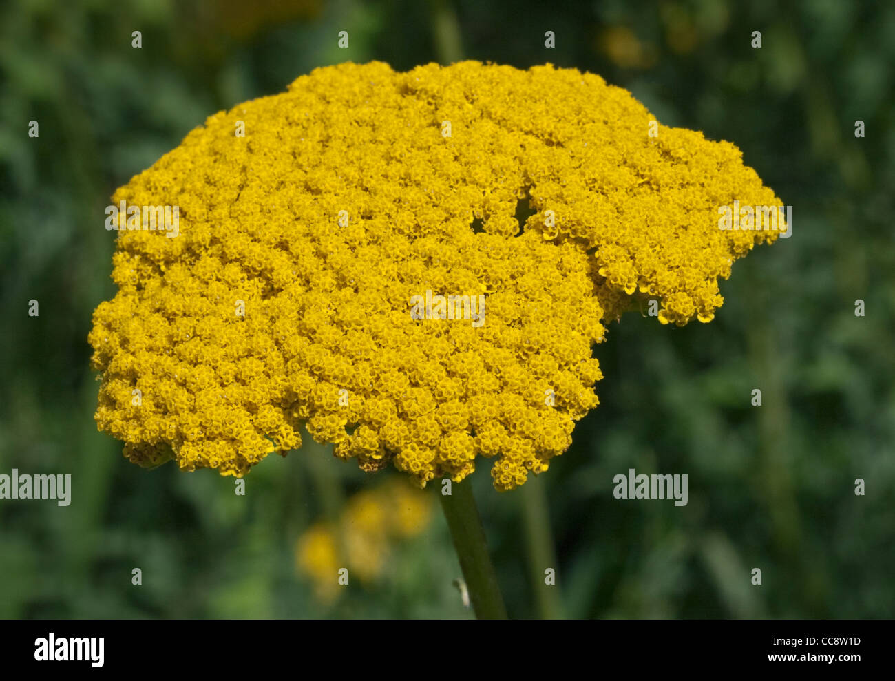 Cloth of gold hi-res stock photography and images - Alamy
