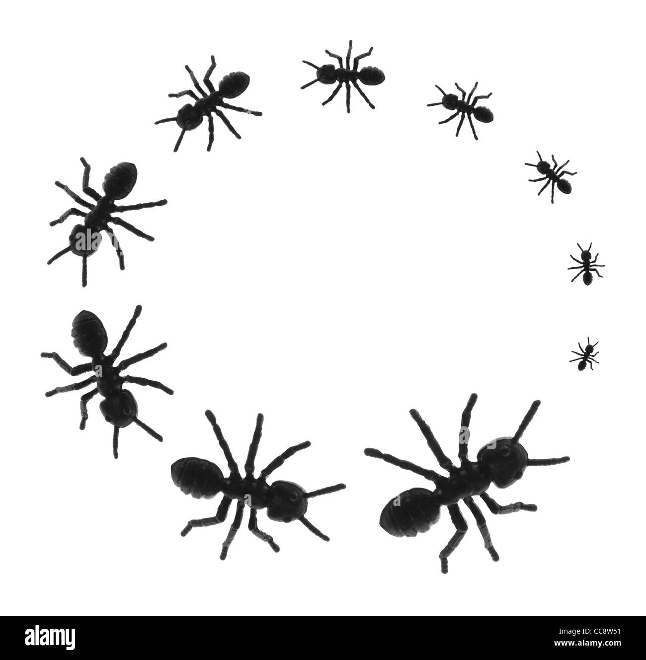 Ants circle Black and White Stock Photos & Images - Alamy