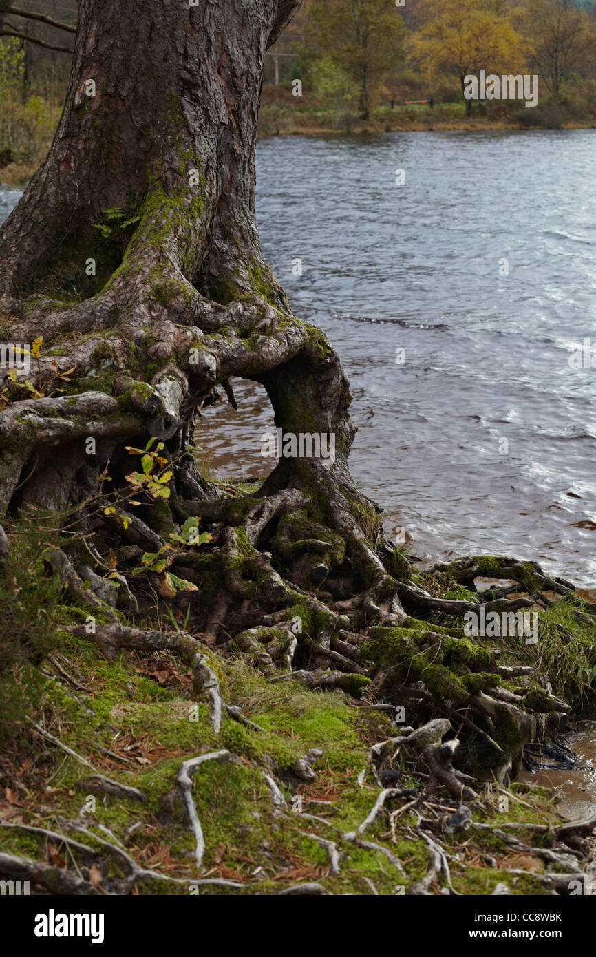 Root shapes hi-res stock photography and images - Alamy