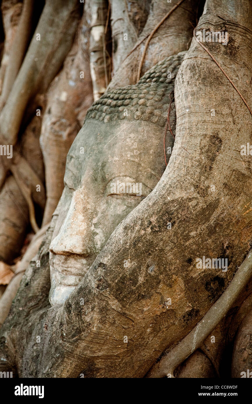 Buddha bodhi tree hi-res stock photography and images - Alamy