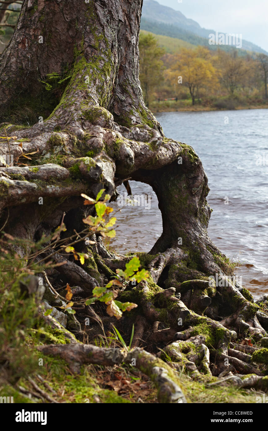 Root shapes hi-res stock photography and images - Alamy