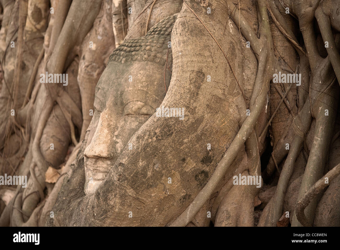 Buddha bodhi tree hi-res stock photography and images - Alamy