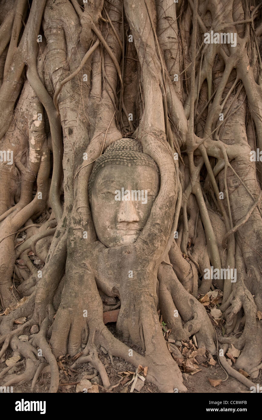 Buddha bodhi tree hi-res stock photography and images - Alamy