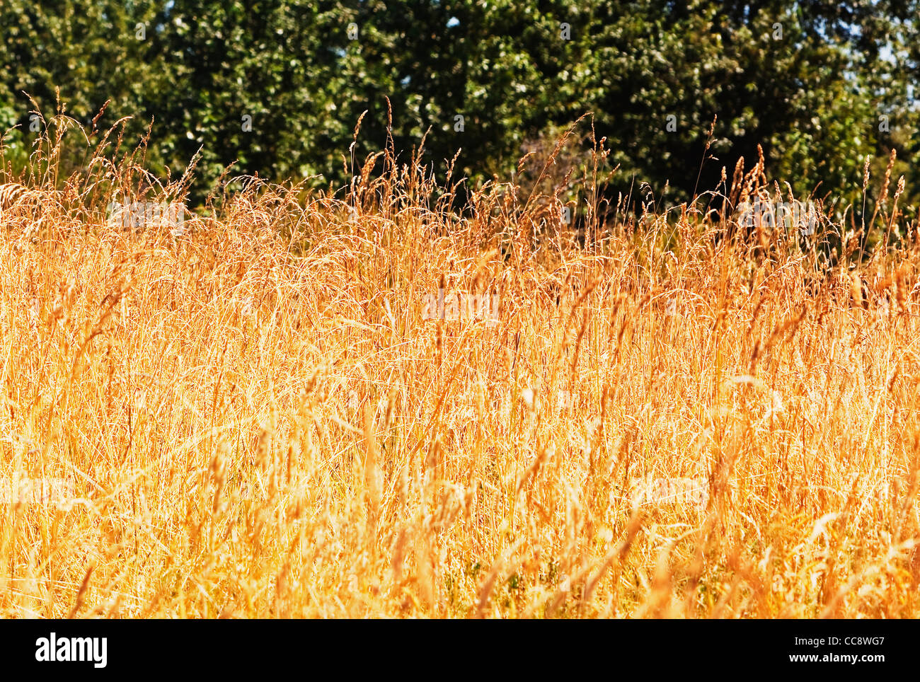 Seed grass patch hi-res stock photography and images - Alamy