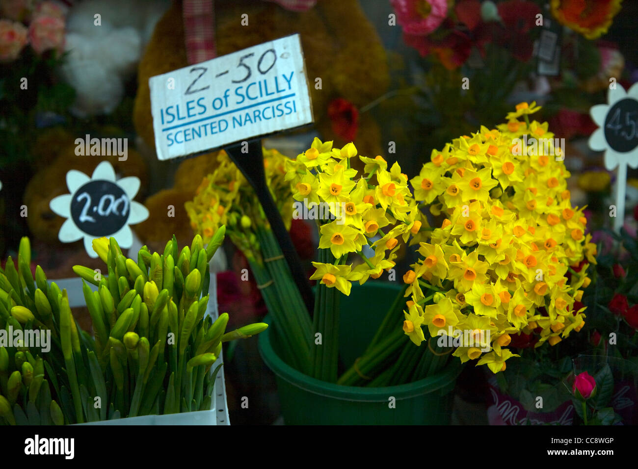 Scilly Flowers Daffodils High Resolution Stock Photography and Images ...