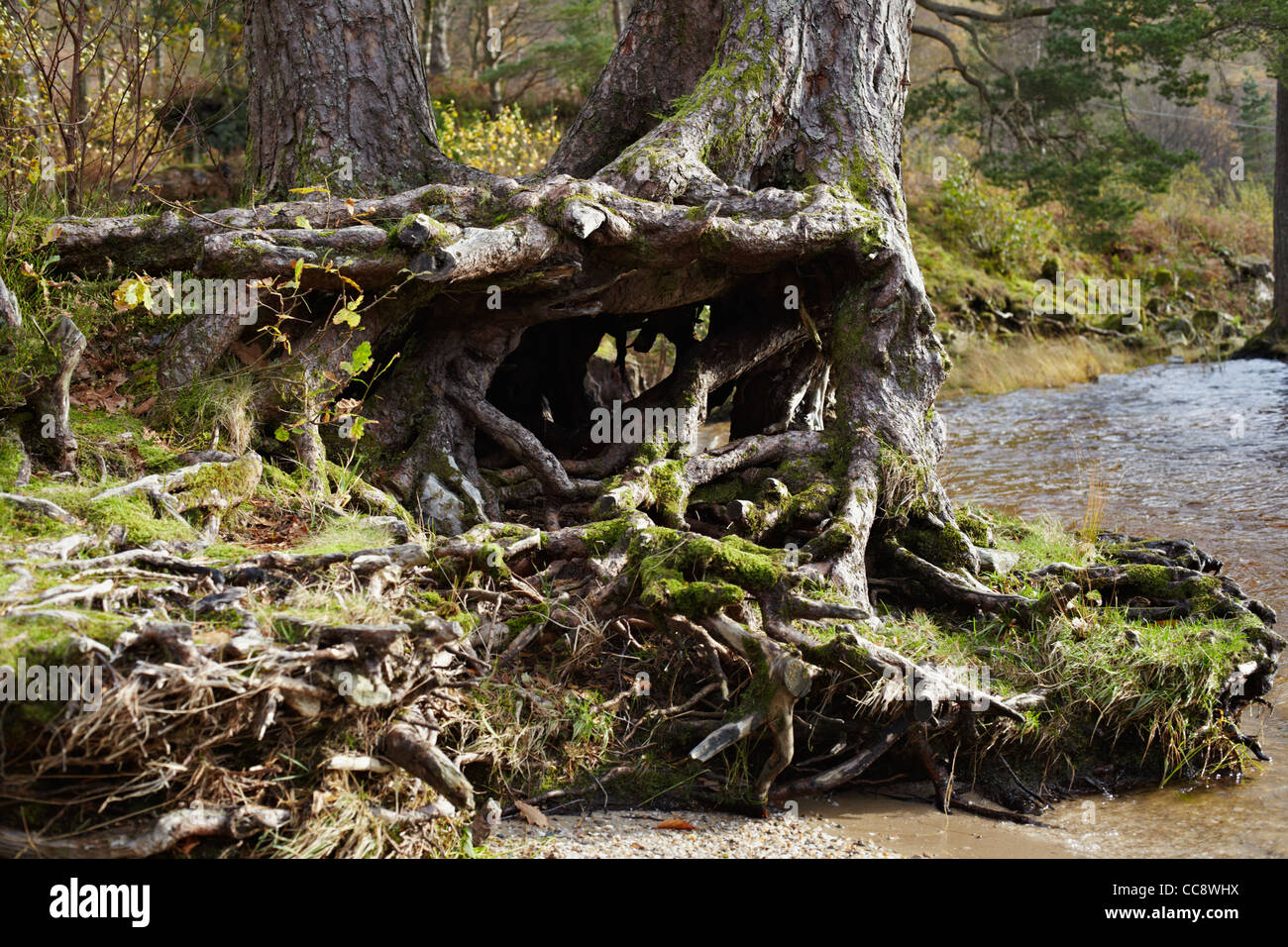 Root shapes hi-res stock photography and images - Alamy