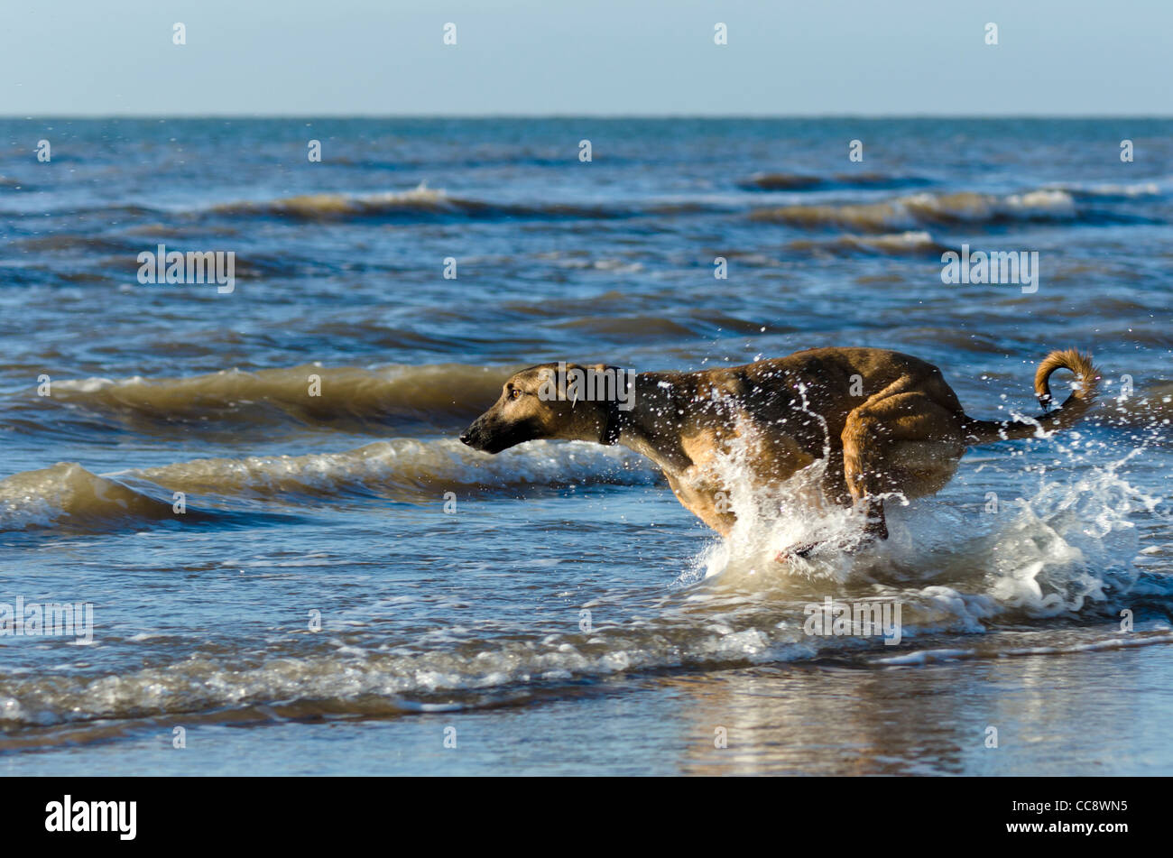 Tyler, a lurcher, running in the sea on the beach at Drigg, Cumbria ...