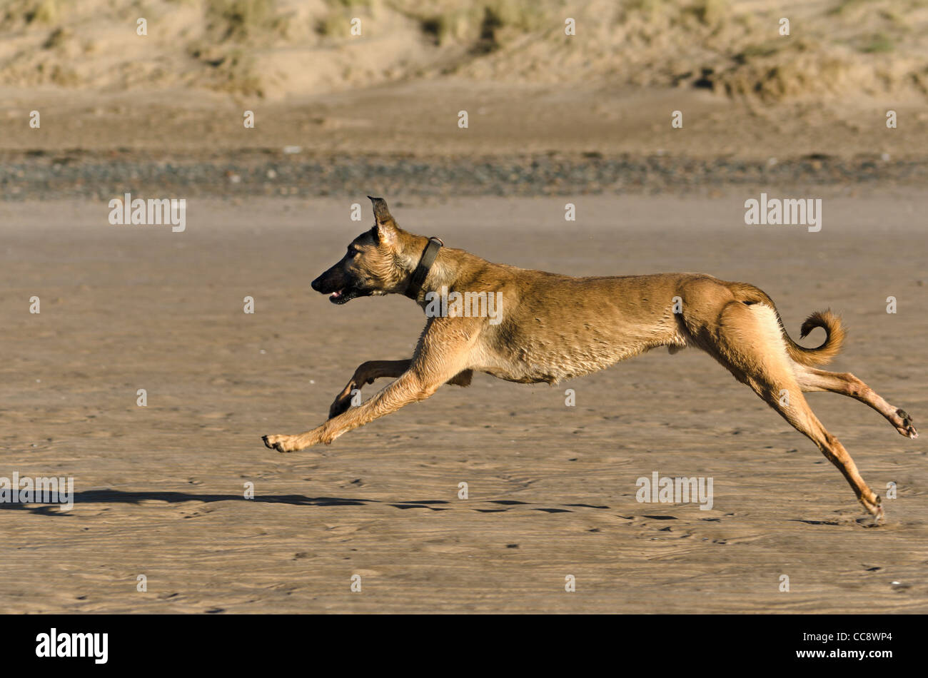 Tyler, a lurcher, running on the beach at Drigg, Cumbria, England Stock ...
