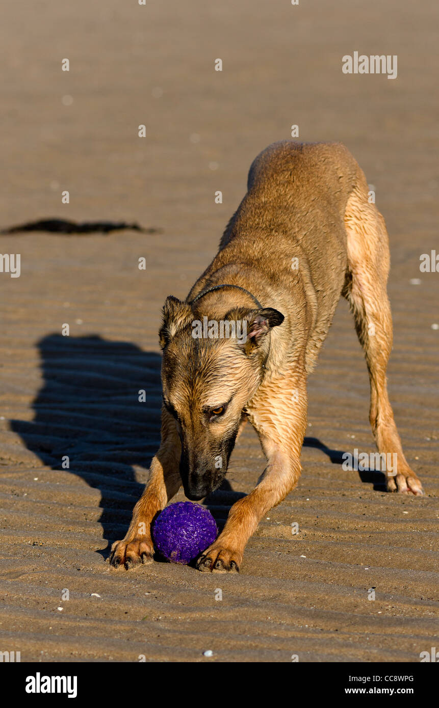 Tyler, a lurcher, playing with his ball on the beach at Drigg, Cumbria ...