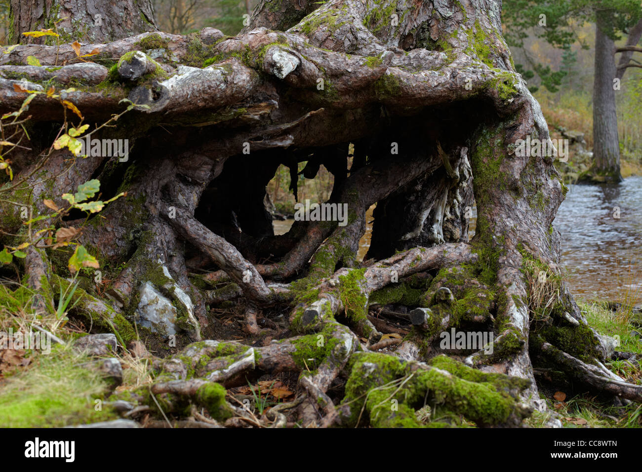 Tree root hi-res stock photography and images - Alamy