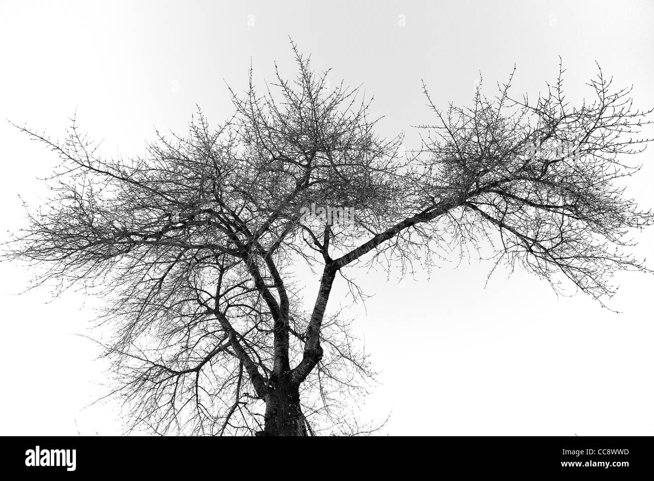 Tree without leaves Stock Photo - Alamy