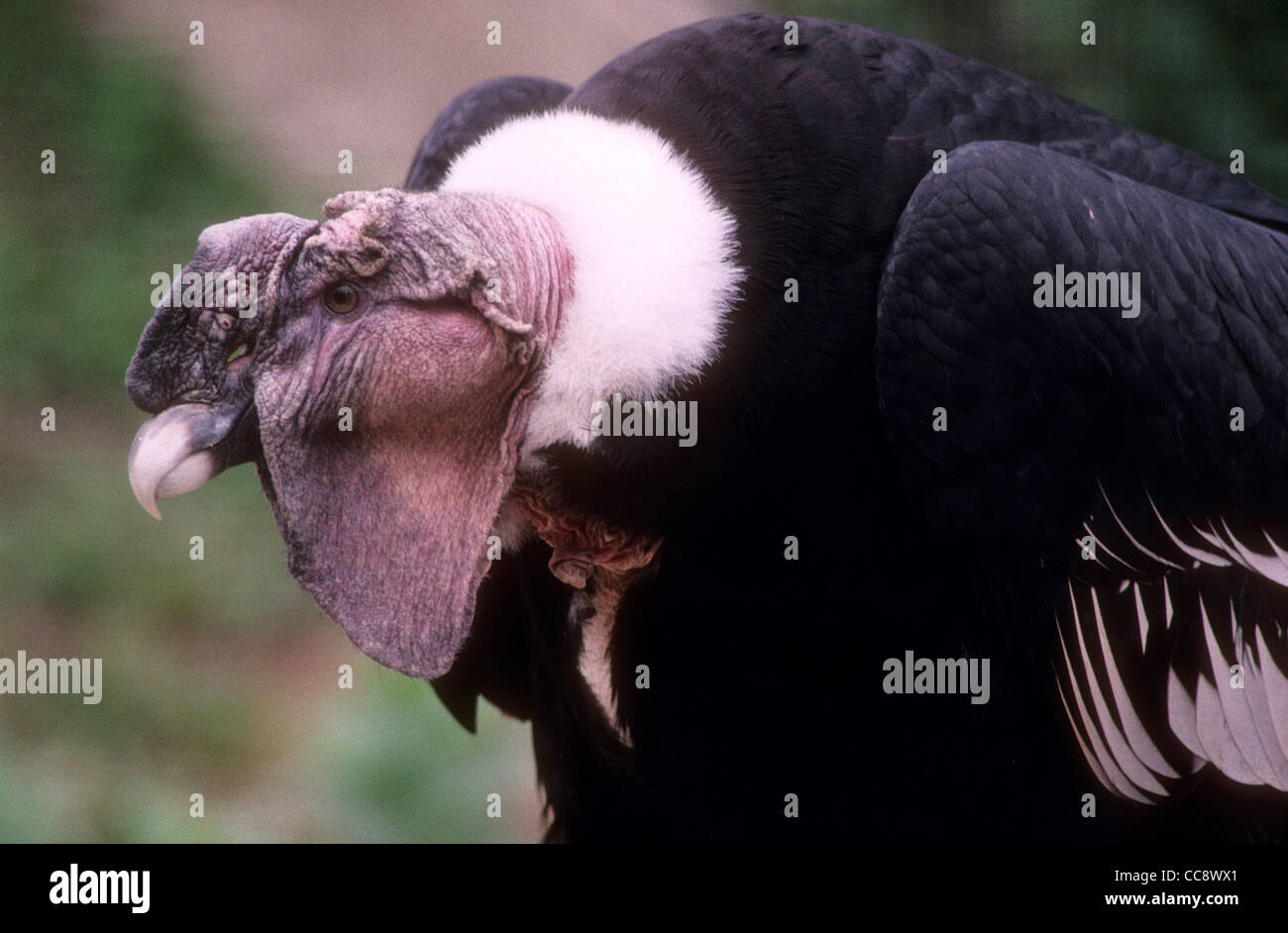 Male condors hi-res stock photography and images - Alamy