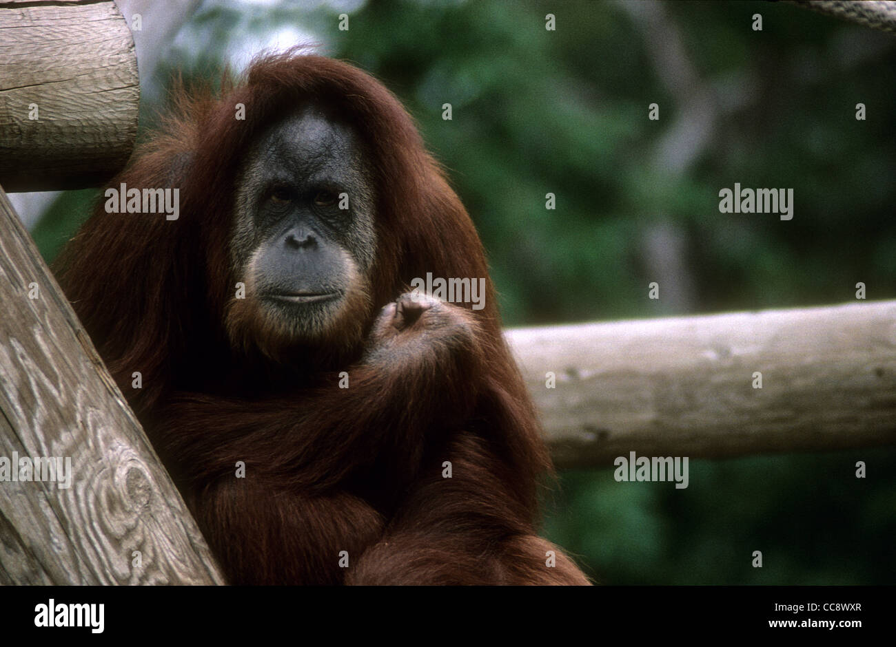 A Bornean Orangutan (Pongo pygmaeus) in San Diego zoo, California Stock ...