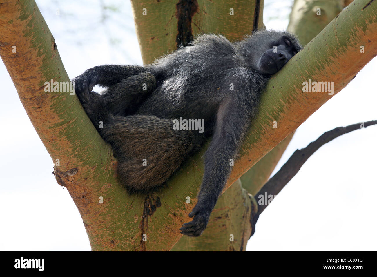 A baboon asleep up a tree, Lake Nakuru National Park, Kenya, East ...