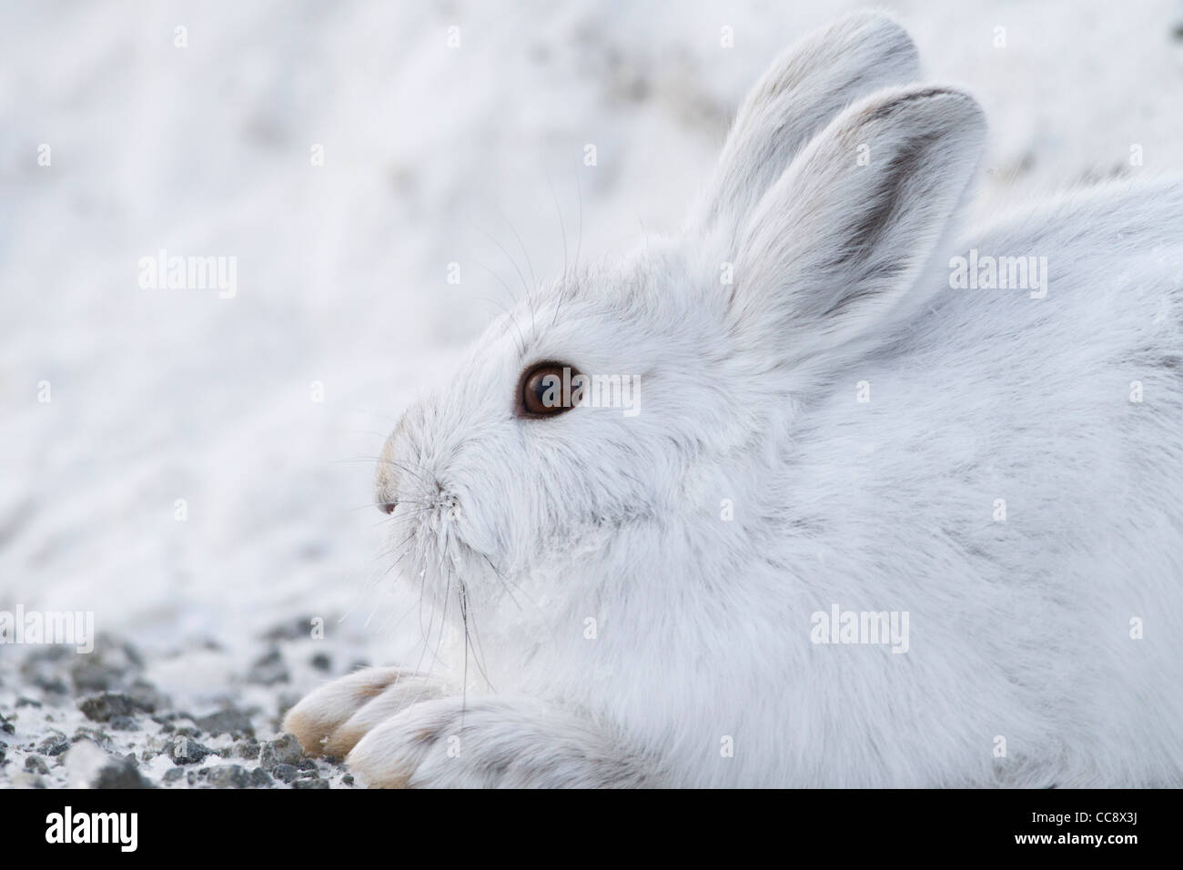 A Snowshoe Hare (Lepus americanus) in snow sitting alongside Dalton ...