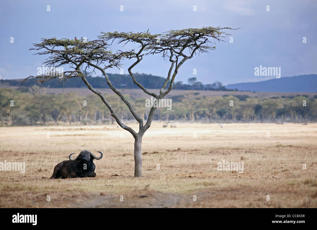 An African buffalo under an umbrella acacia tree, Lake Nakuru National ...