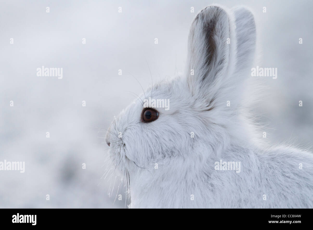 A Snowshoe Hare (Lepus americanus) in snow sitting alongside Dalton ...