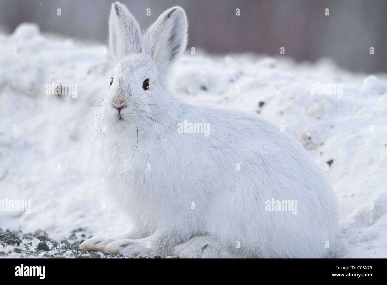A Snowshoe Hare (Lepus americanus) in snow sitting alongside Dalton ...