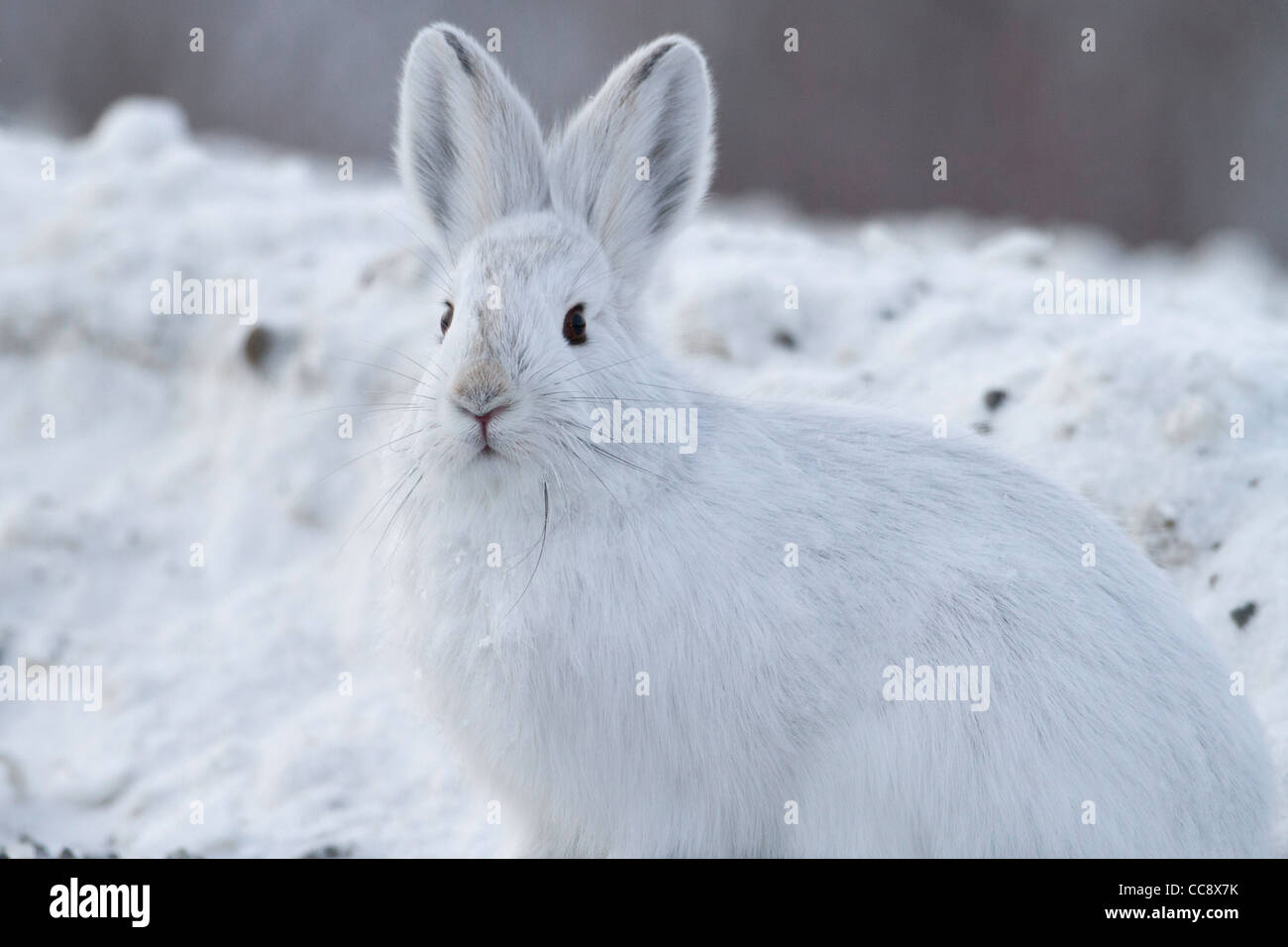 A Snowshoe Hare (Lepus americanus) in snow sitting alongside Dalton ...