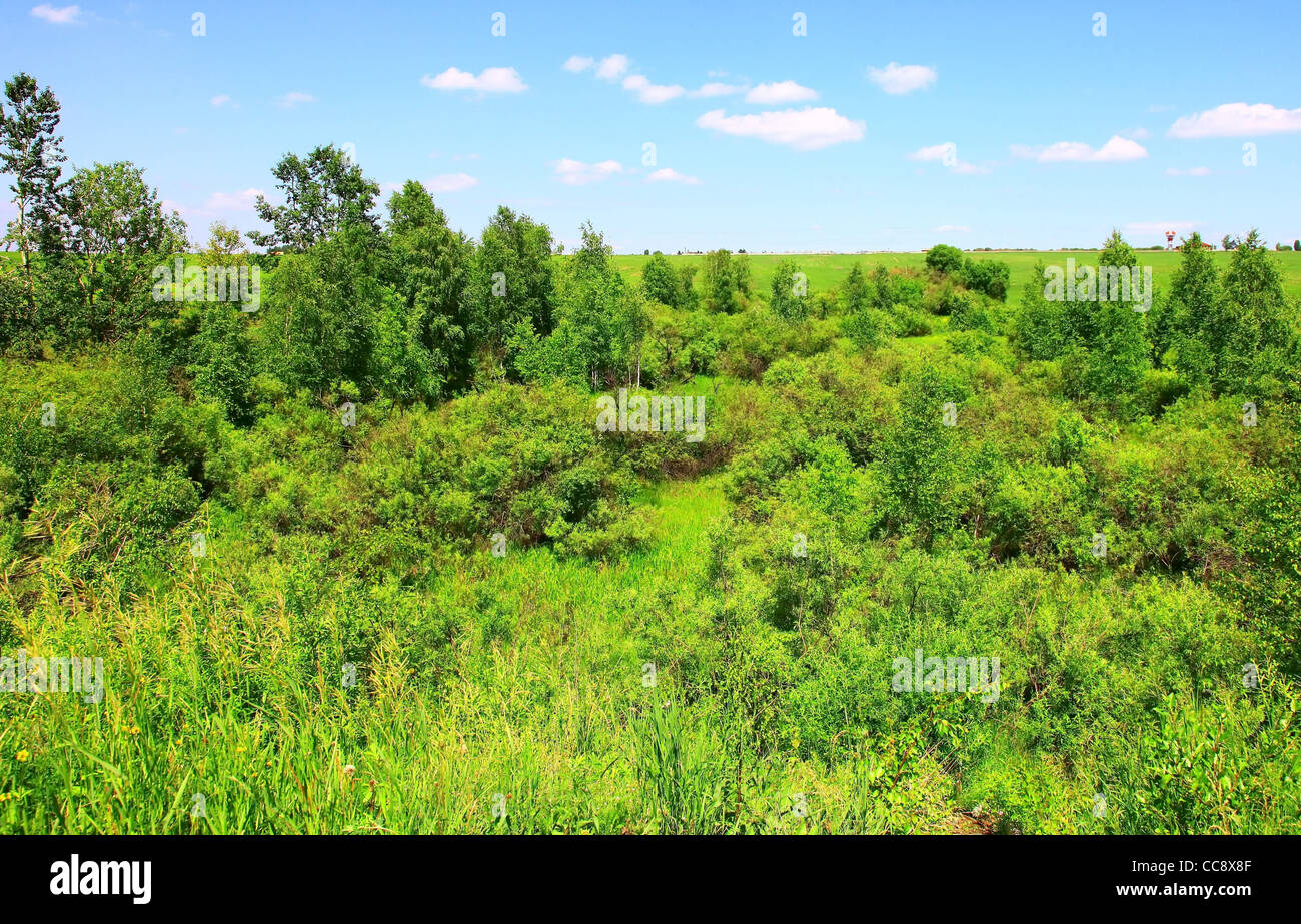 Forest. Group of trees and bushes. Nobody Stock Photo - Alamy