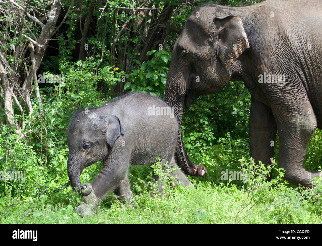 Elephant seen safari park hi-res stock photography and images - Alamy