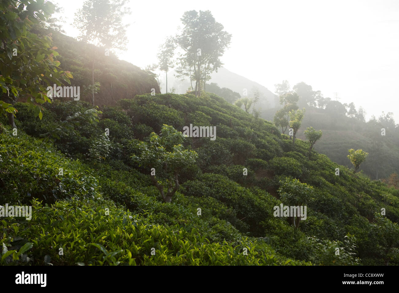 A view of tea fields in Ella, Sri Lanka Stock Photo - Alamy