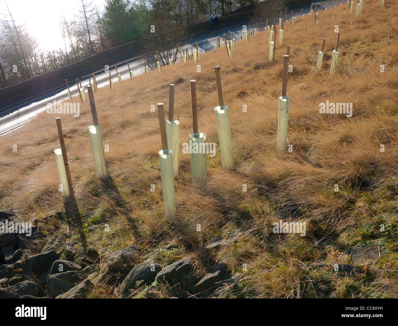 Tree Protection Tubes High Resolution Stock Photography and Images - Alamy