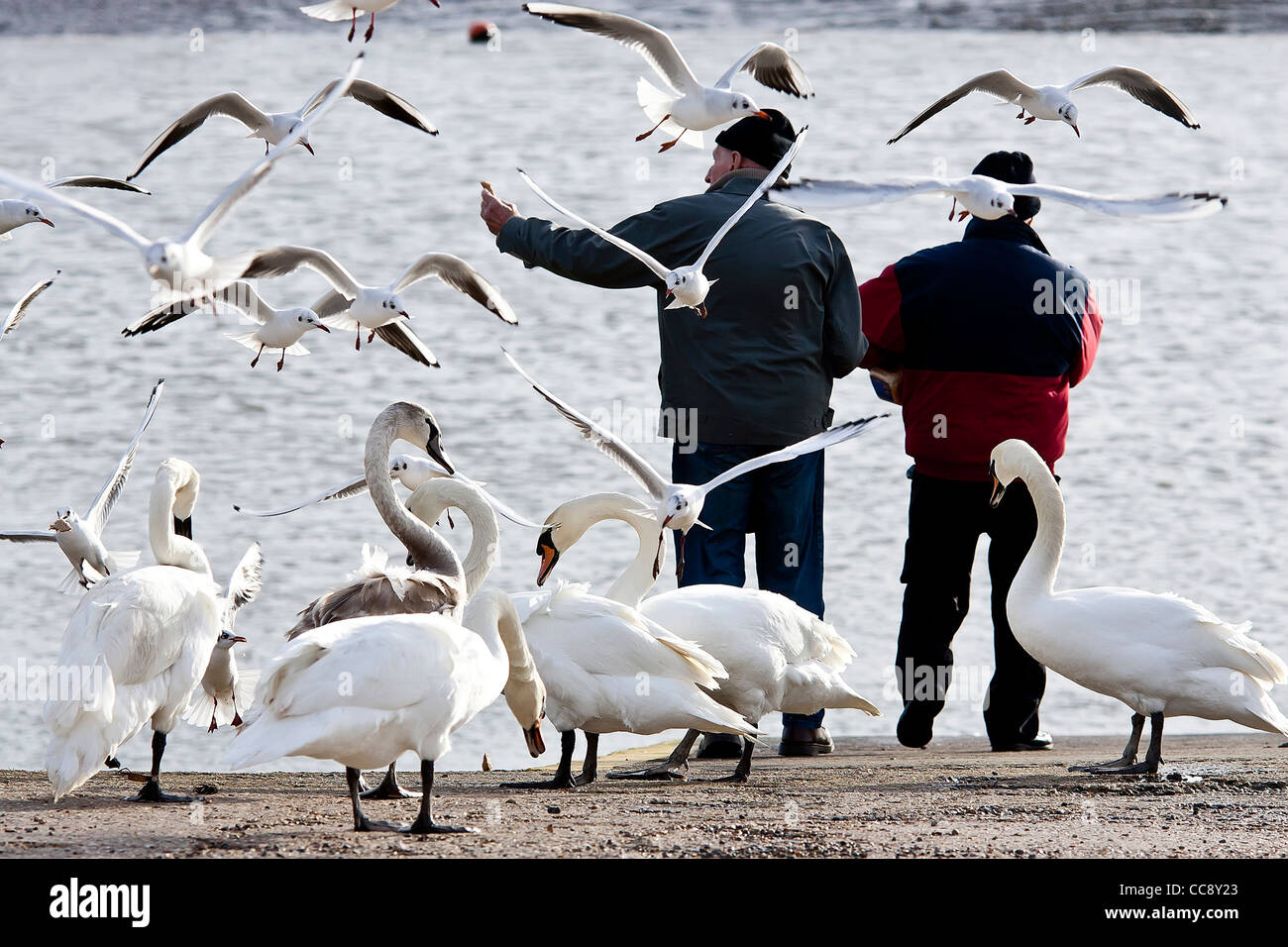 feeding the birds Stock Photo - Alamy