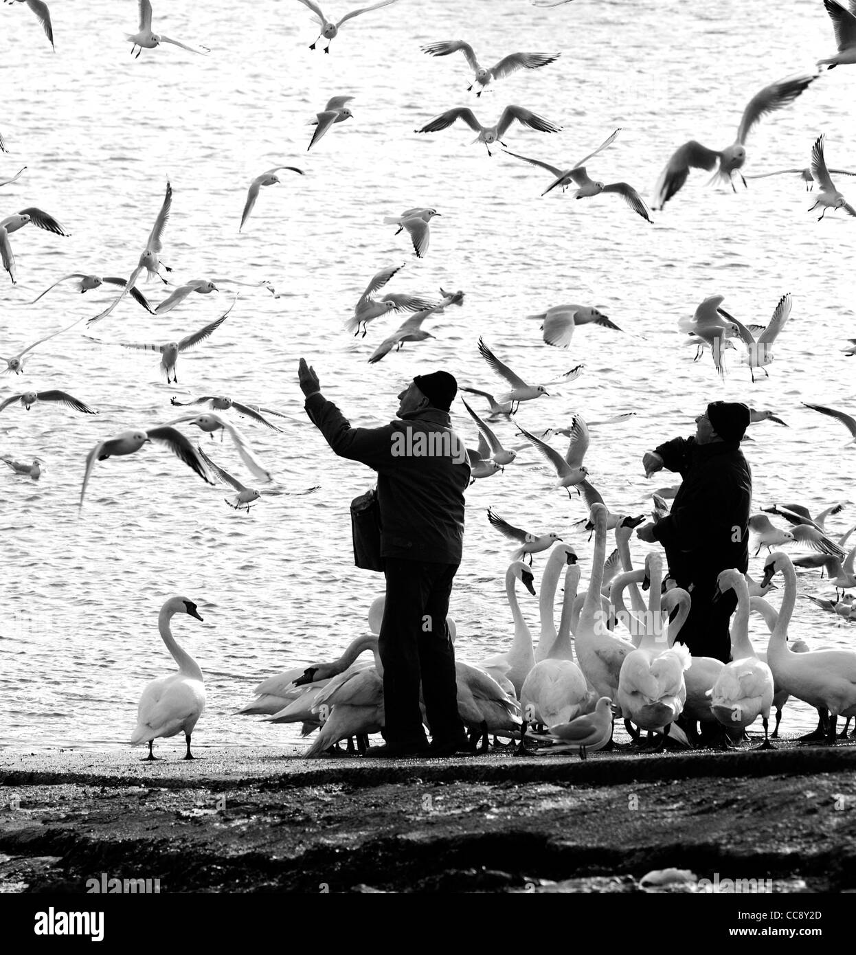 feeding the birds Stock Photo - Alamy