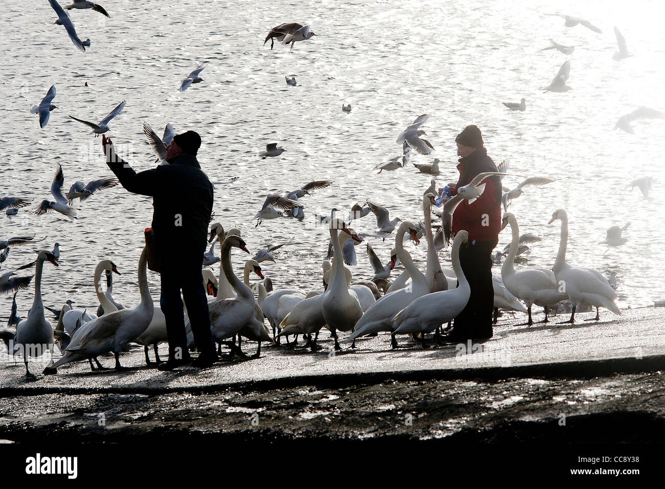 feeding the birds Stock Photo - Alamy