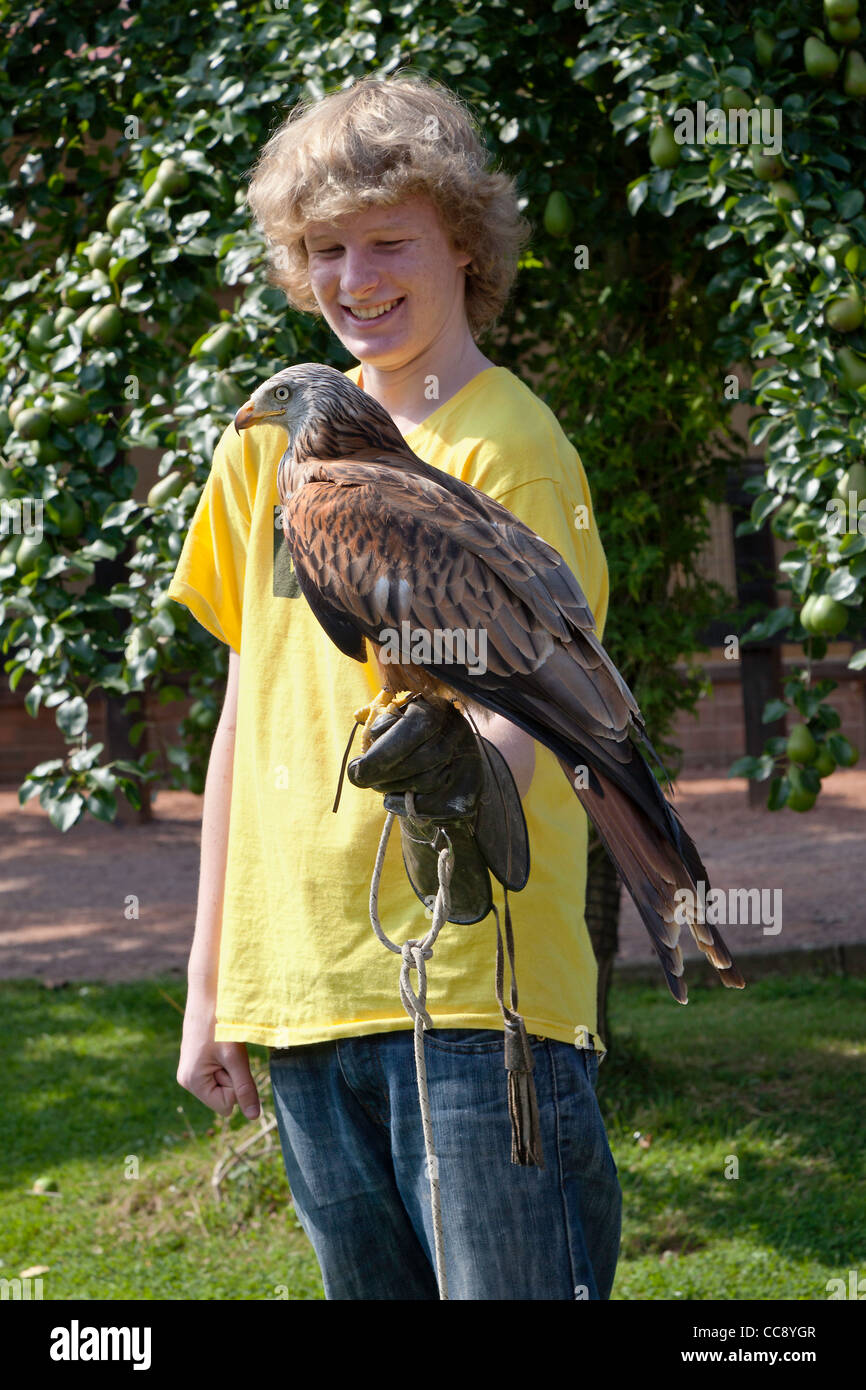 Portrait of teenage boy with yellow-billed kite on arm at falconry ...