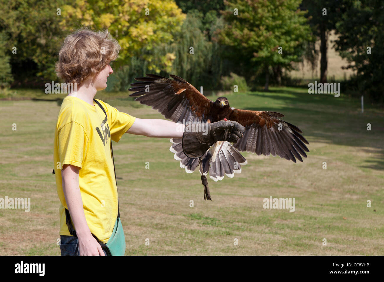 TEENAGE BOY TRAINING A HAWK, A YELLOW BILLED KITE, IN FALCONRY CENTRE ...