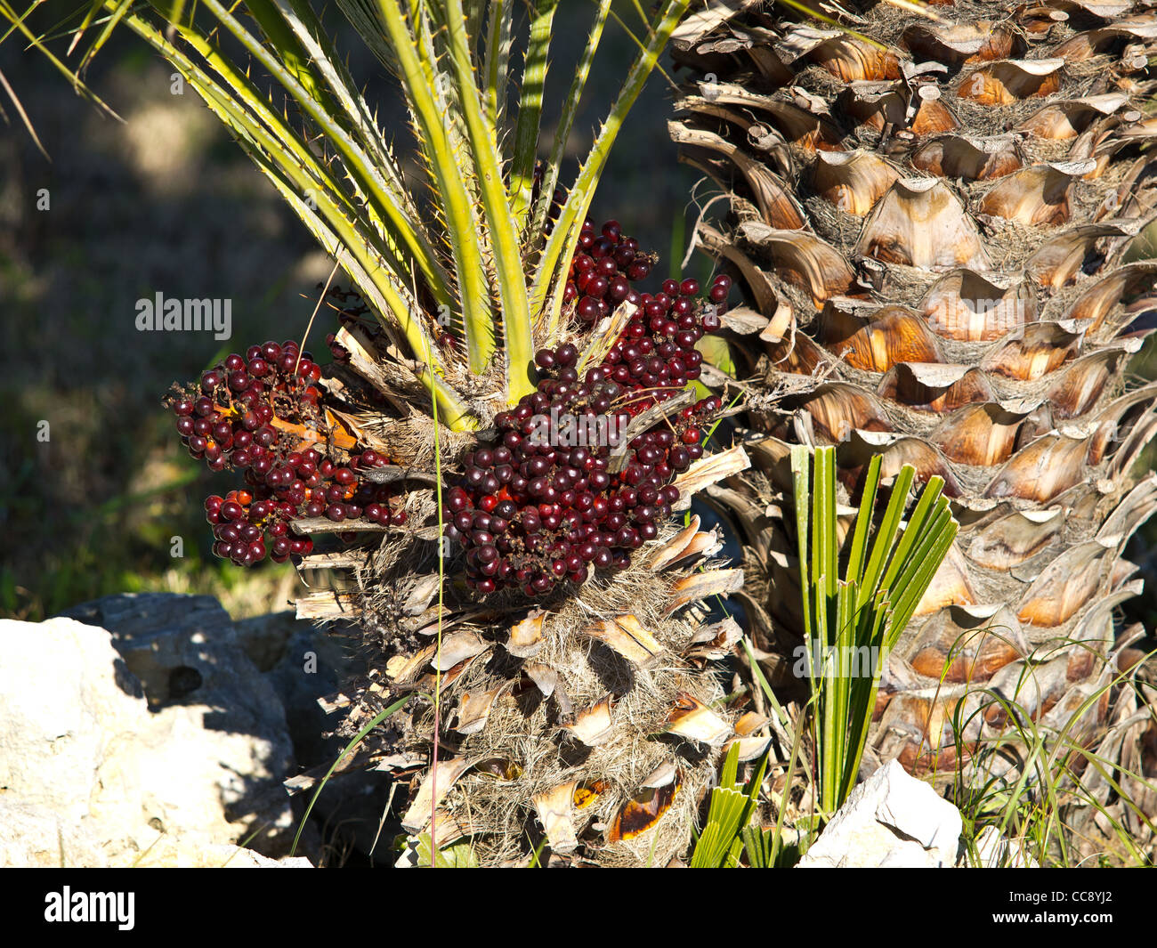 Palm seed hi-res stock photography and images - Alamy