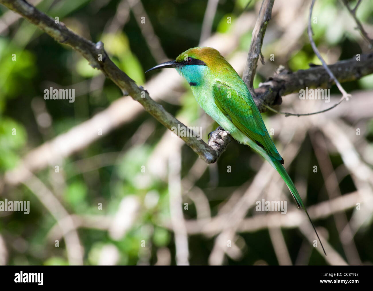 A green bee-eater bird is seen in Yala National Park in Sri Lanka Stock ...