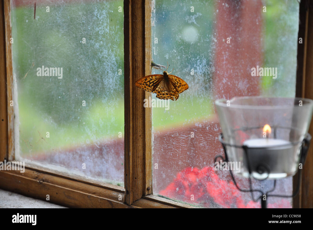 Butterfly inside old window hi-res stock photography and images - Alamy