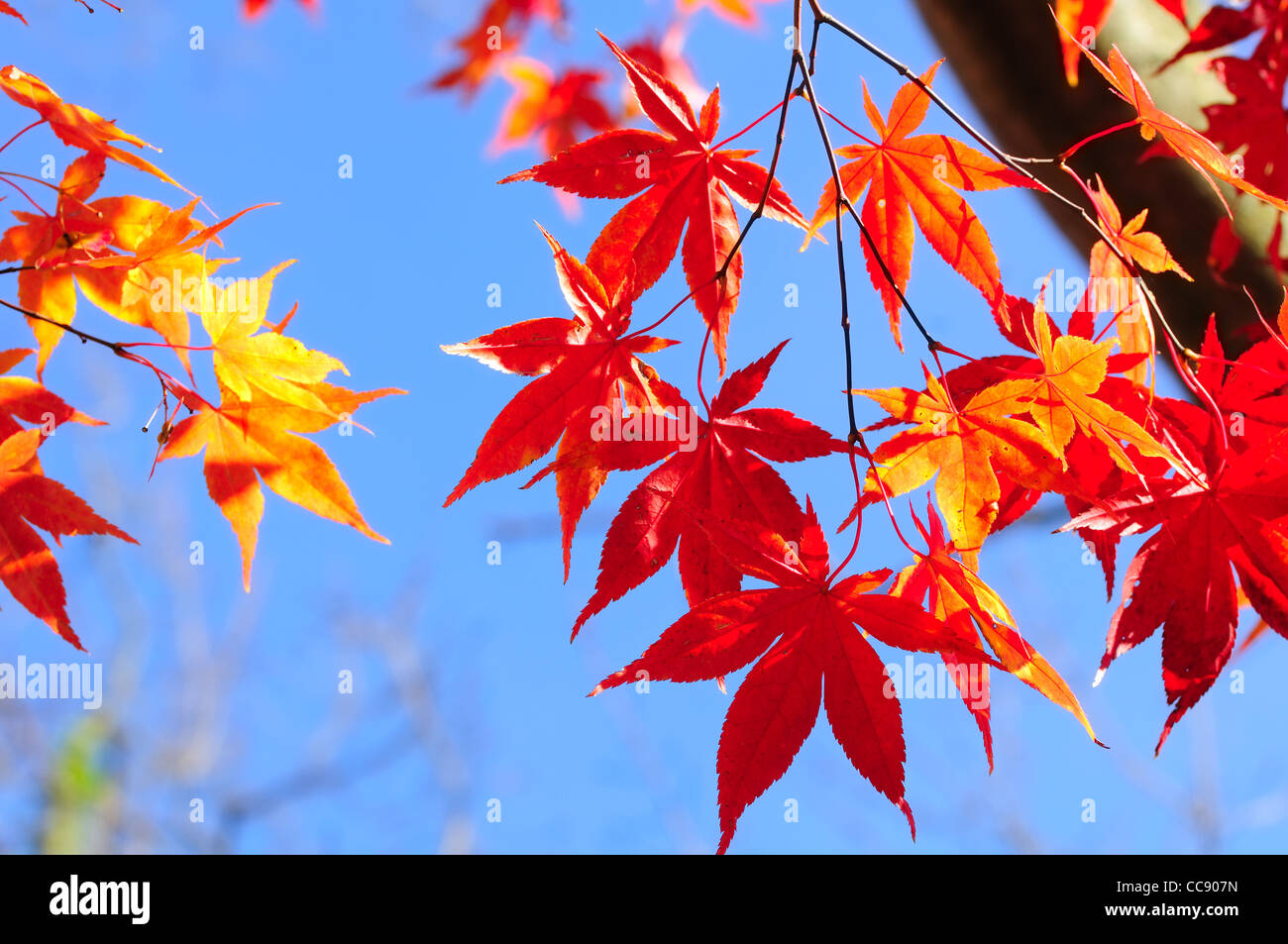 Bright red Japanese maple leaves against a crisp blue autumn sky Stock ...