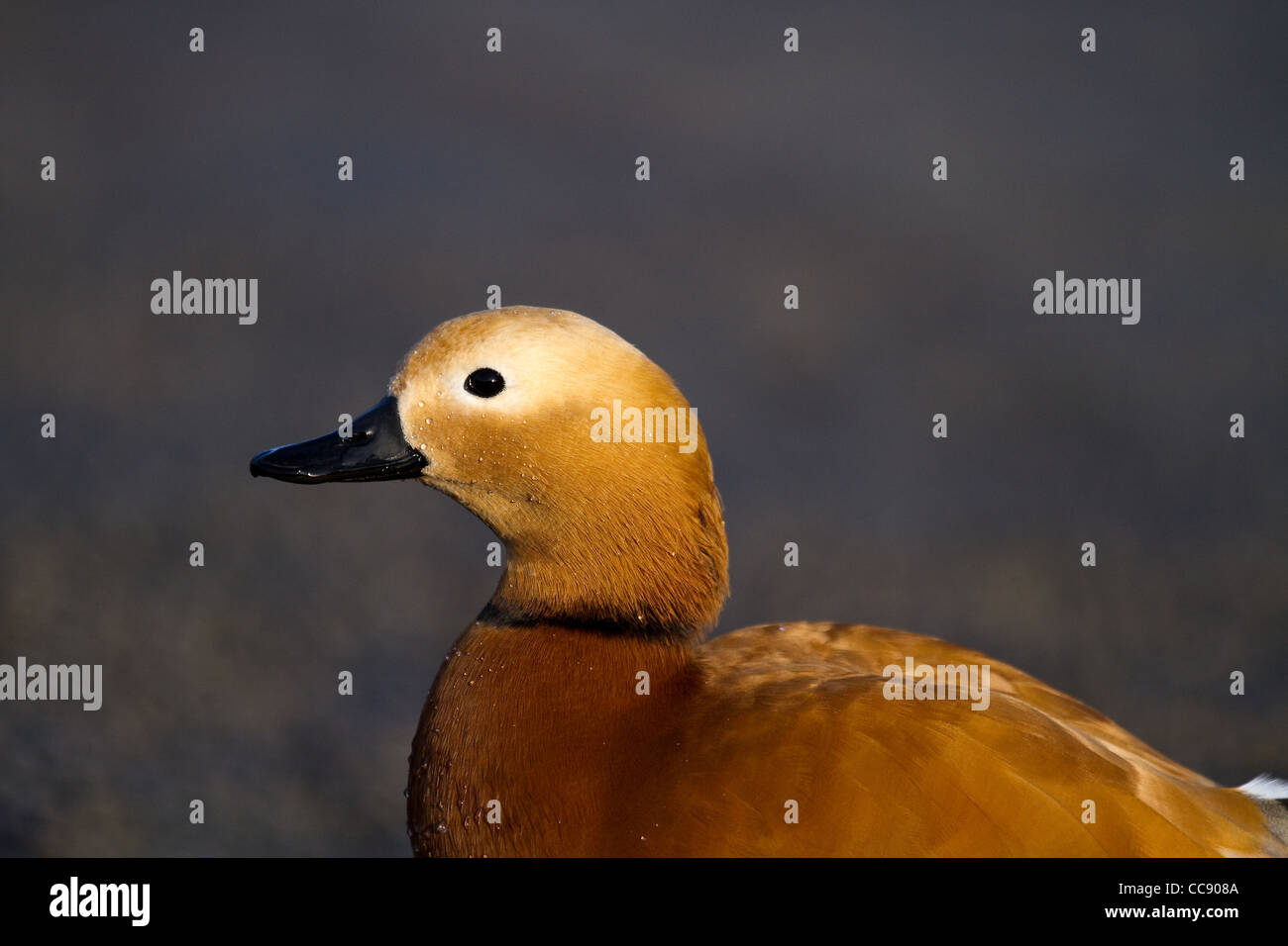 Swan coastal plain wetlands hi-res stock photography and images - Alamy