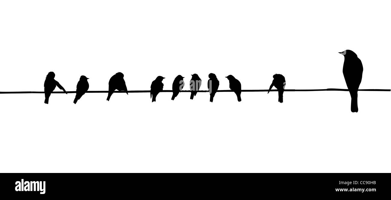 birds on wire Stock Photo - Alamy
