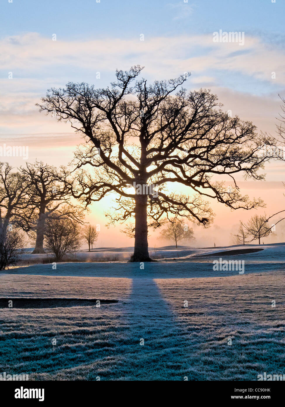 Sun illuminating trees winter hi-res stock photography and images - Alamy
