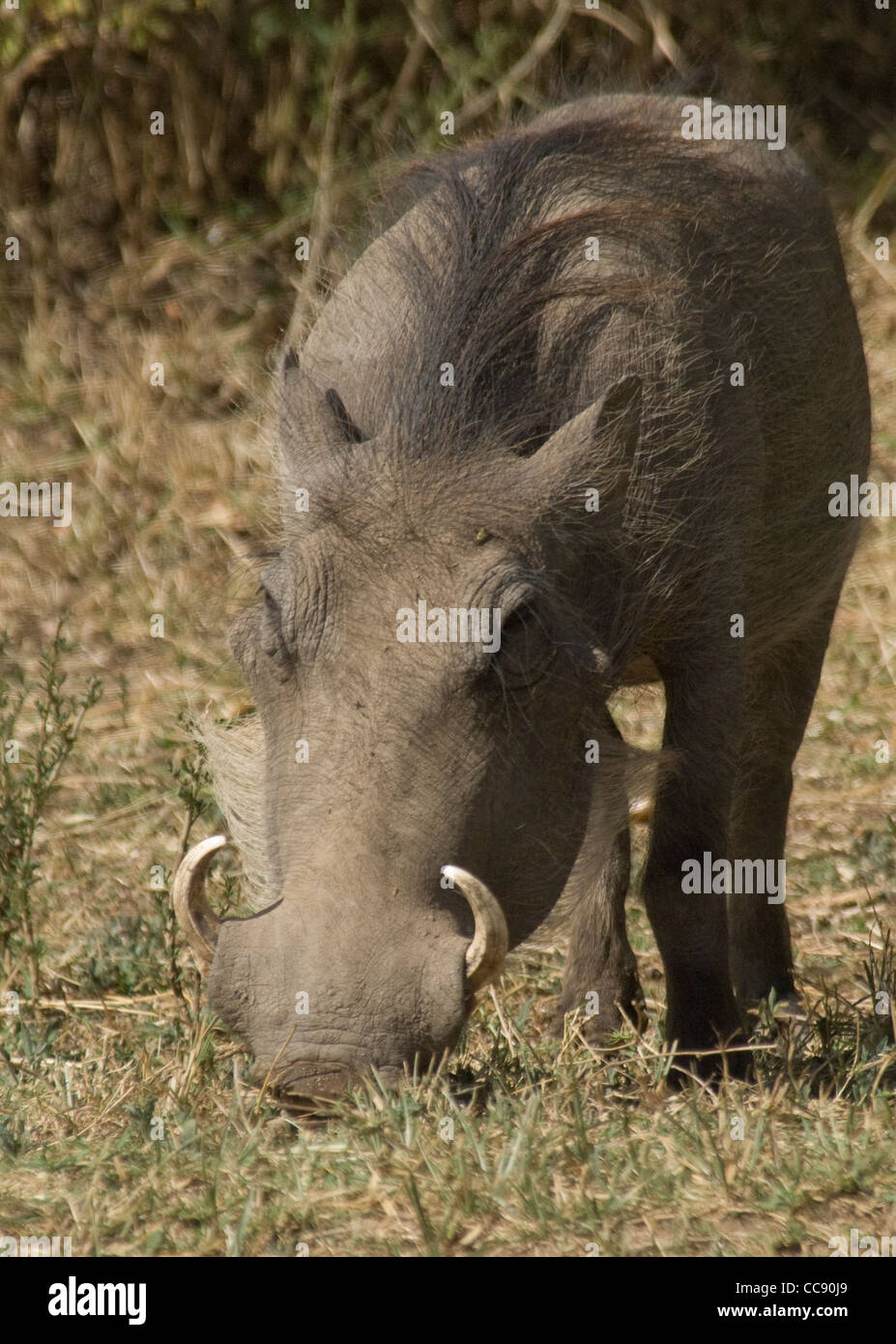 Portrait warthog phacochoerus africanus hi-res stock photography and ...