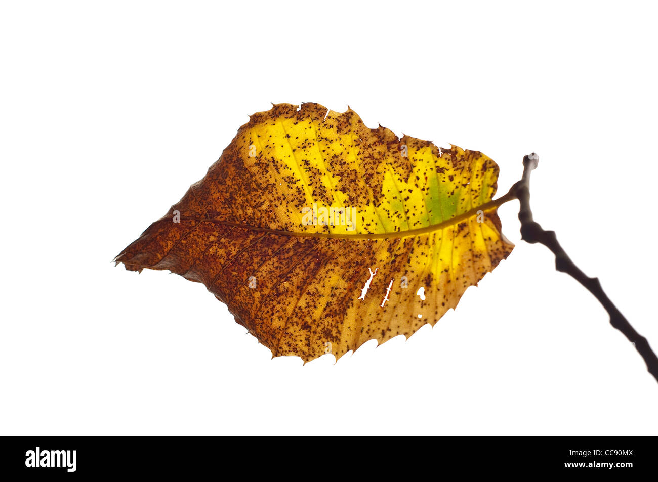 Fall Tree White Background