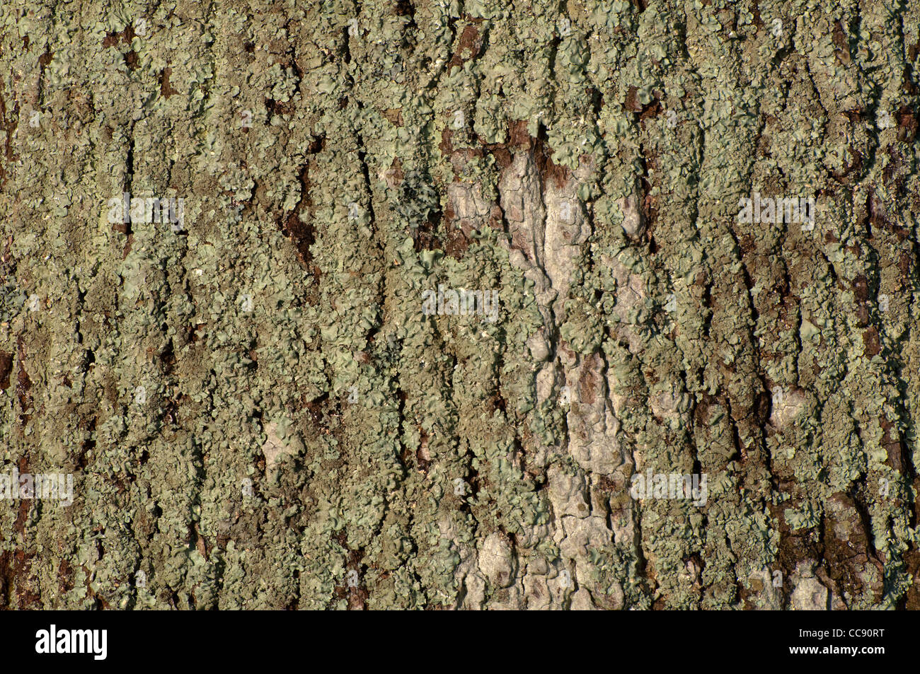 Old english oak tree hi-res stock photography and images - Alamy