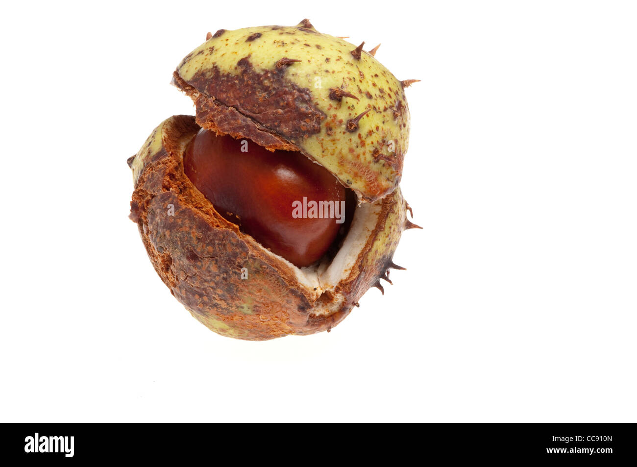 horse chestnut in case isolated Stock Photo - Alamy